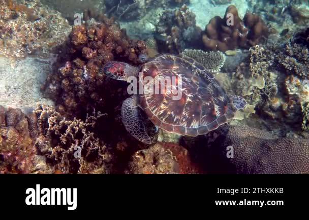 Sea turtle swims under water with small tropical fishes on background ...