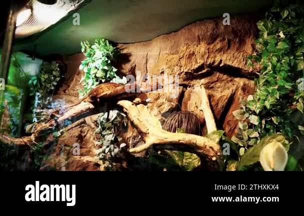 Terrarium with venomous snakes.Tropicarium-Oceanarium Budapest. The ...