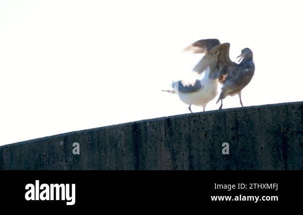 two seagulls fight peck each others beak white seagull and gray man and woman young and formed ...