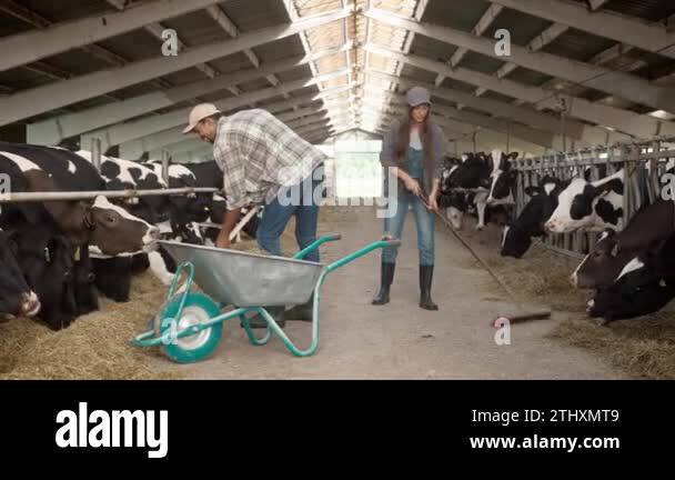 Busy mixed-raced people working in cow farm together. Young woman with ...