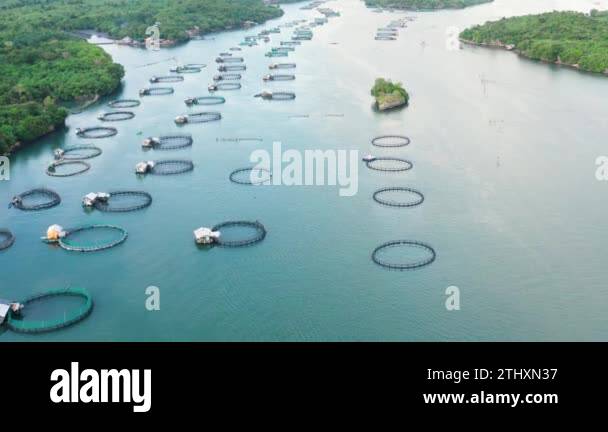 Fishing industry. Fish farming on an industrial scale. Aerial view of ...