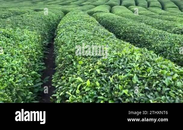 walking between of rows of green Turkish black tea plantations ready ...
