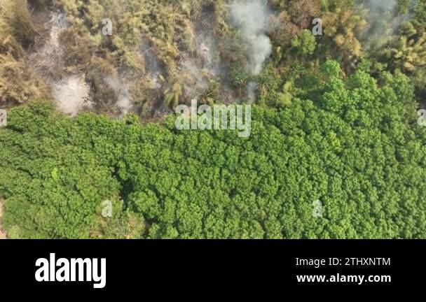 The biggest cause of forest loss is agricultural deforestation ...