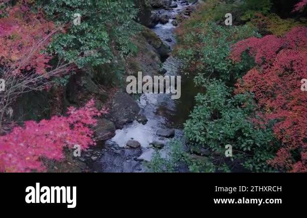 Autumn in River Canyon at Minoo National Park, Osaka Japan 4k Stock ...