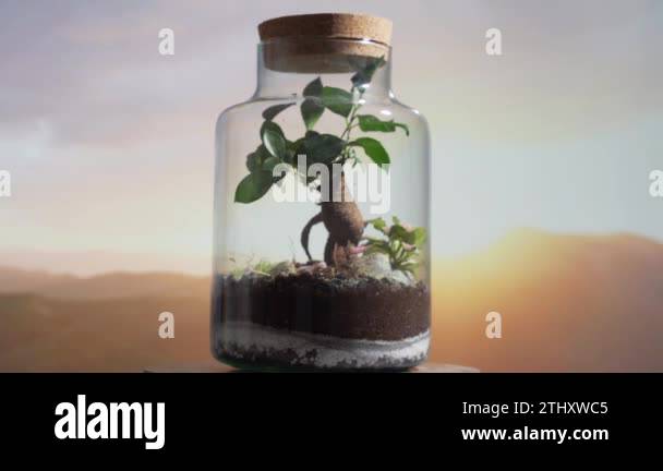 glimpse into the beauty of an ecosystem in a jar, showcasing the incredible diversity of plant ...