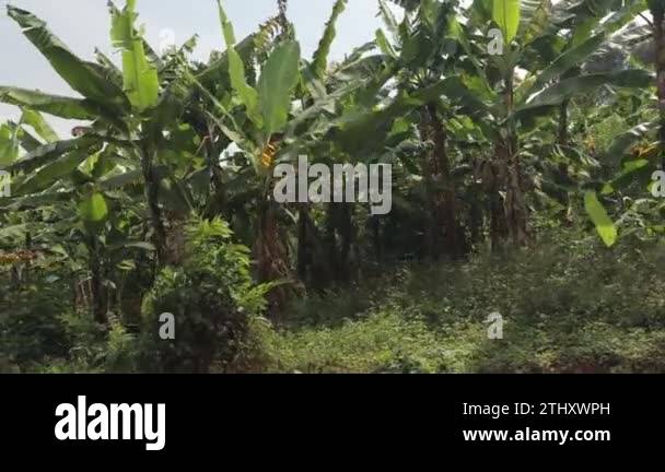 Palm trees plantation, side view. Many palm trees in African village in ...