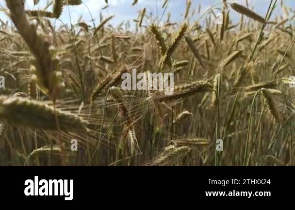 Summer field with growing plants of cereals. Agricultural plants in ...