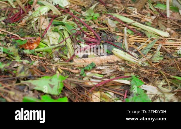Compost heap with a lot of organic waste and biodegradable human waste ...