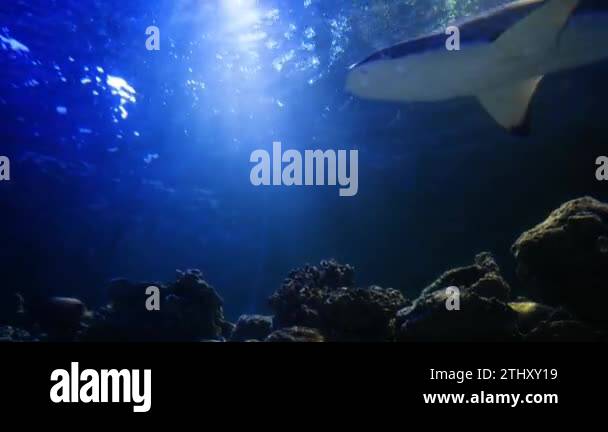 A large shark breathes and swims against the light with reflections in ...