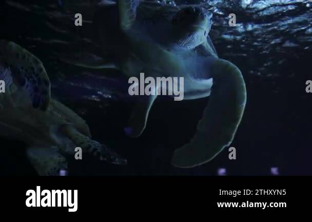 Wild animal of the ocean. Marine tropical life in shallow water. A ...