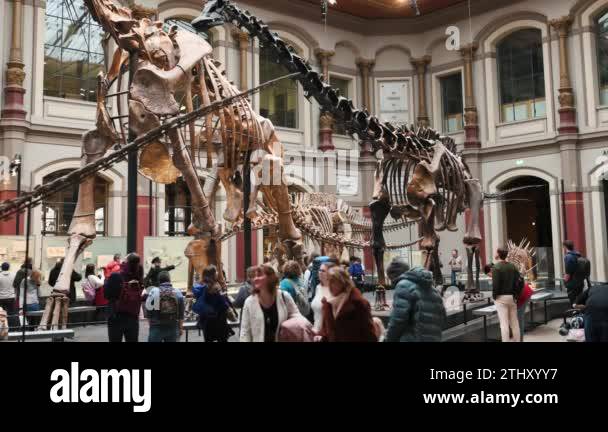 Bones skeletons dinosaur dinosaurs Stock Videos & Footage - HD and 4K Video Clips - Alamy