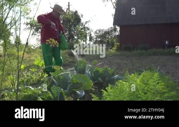 Grower cowboy man apply chemicals on cabbage vegetable plants with ...