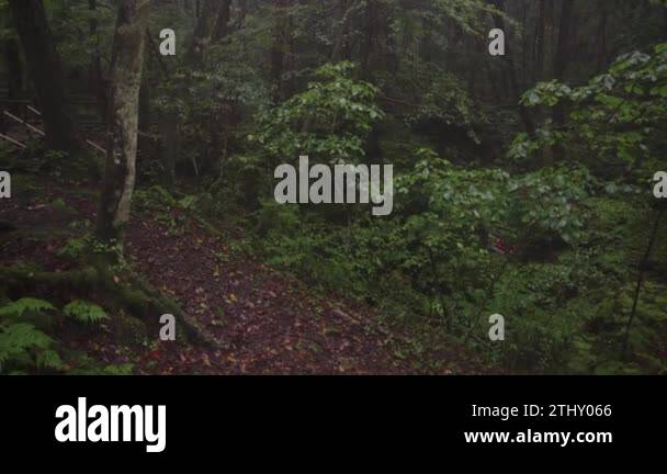 Spooky Aokigahara Death Forest in Japan, Pan over woodlands Stock Video ...