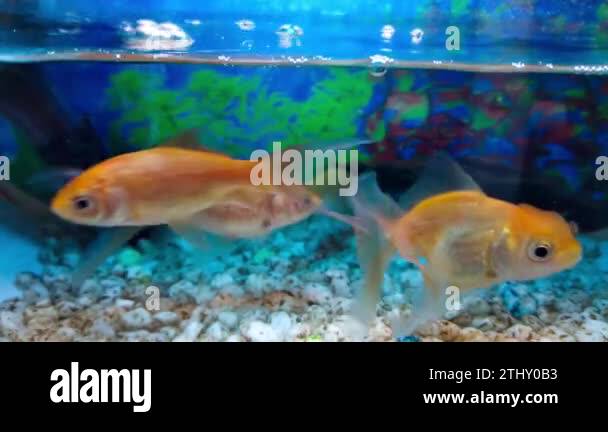 Ikan Mas Koki or Indonesian Goldfish or Cyprinus Carpio in mini oxygen ...