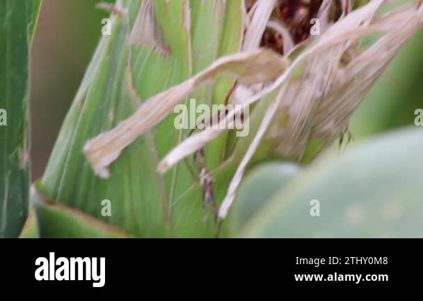 Dry corn field in drought period and extreme heat period shows global ...