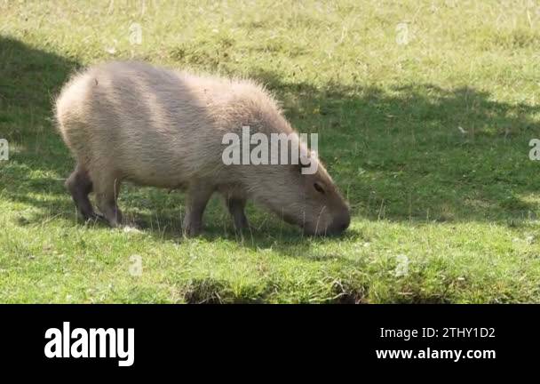 Capybara eating grass at sunny summer day. The capybara is the largest ...
