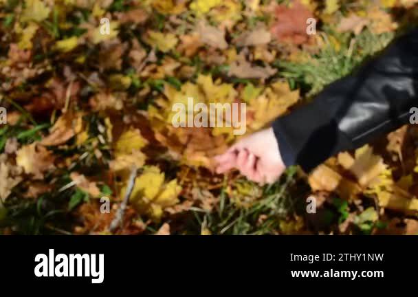 Show oak Stock Videos & Footage - HD and 4K Video Clips - Alamy