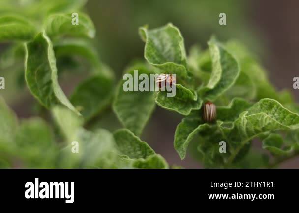 Colorado potato beetle, Leptinotarsa decemlineata, in potato leaves ...