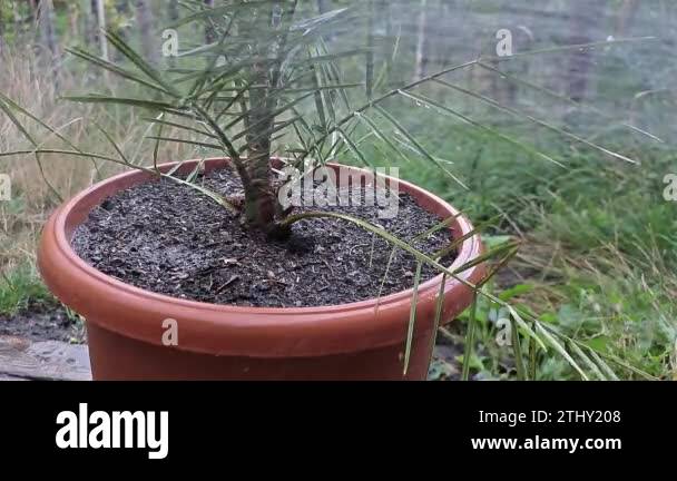 Watering a date palm tree after repotting. Concept for growing palm ...