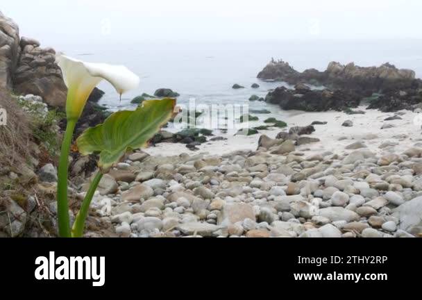 Calla lily white flower on rocky craggy shore, pebble beach, Monterey ...