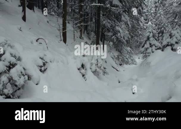 Down from a slope in the forest Stock Videos & Footage - HD and 4K ...