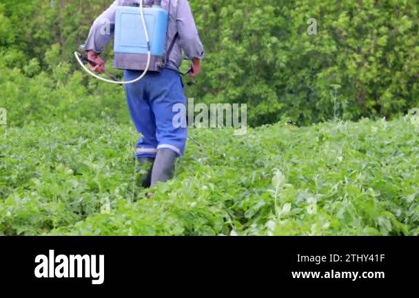 A farmer applying insecticides to his potato crop. The use of chemicals ...