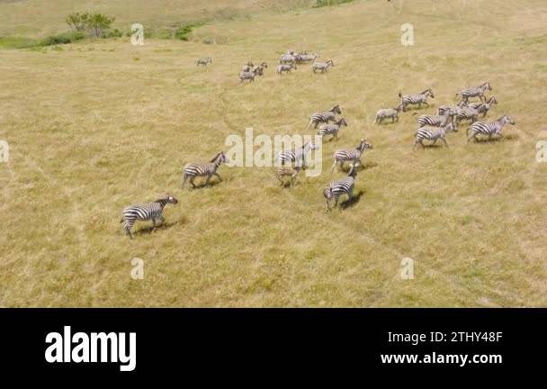 Zebra migration in botswana Stock Videos & Footage - HD and 4K Video ...