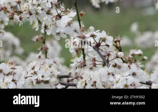 Full bloom in the forest Stock Videos & Footage - HD and 4K Video Clips ...