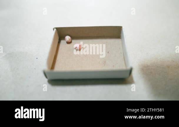 Pink granules of poison from rodents are poured into a cardboard box ...