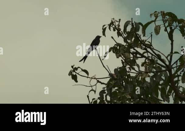 Black Drongo Asian Passerine Bird On Mango Tree Attacking Insects 4K ...