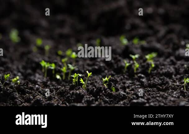 Agriculture. Growing plants in time lapse. Sprout germination at spring. Green seedling in soil ...