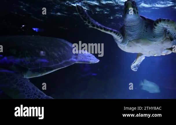 Wild animal of the ocean. Marine tropical life in shallow water. A ...