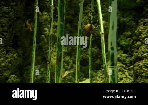 Bamboo underwater Stock Videos & Footage - HD and 4K Video Clips - Alamy