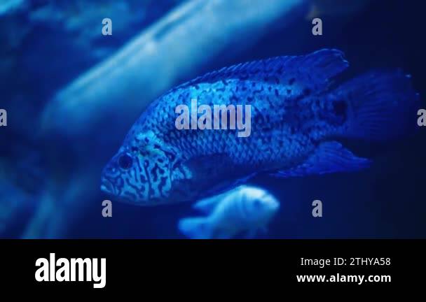 A group of fish swimming in an aquarium. Fish in water. A school of ...