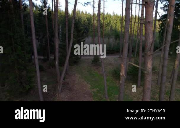 Green Forest. Pine Trees Fairy Forest. Untouched spruce. Trees pattern ...