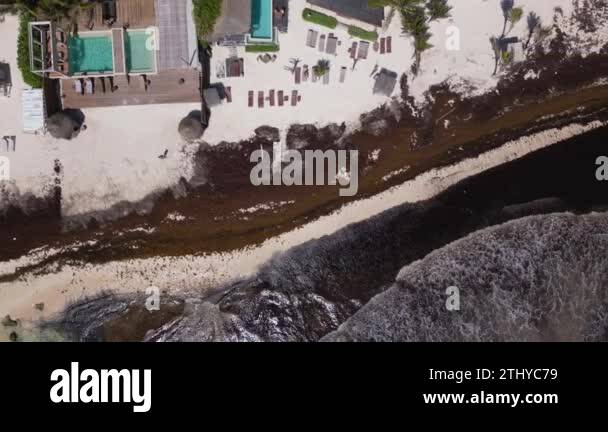 Washed Up Sargassum Seaweed Destroying Beautiful Beaches in the ...