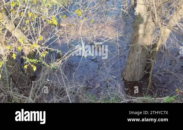 ecological problems. polluted water. flood. Ukraine. ecological ...