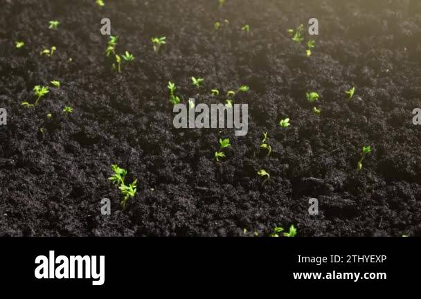 Agriculture. Growing plants in time lapse. Sprout germination at spring. Green seedling in soil ...