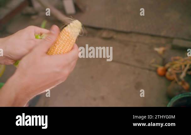 Head of young freshly cut corn close-up. Growing grain crops at home ...