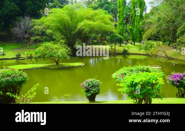 Trees around pond Stock Videos & Footage - HD and 4K Video Clips - Alamy