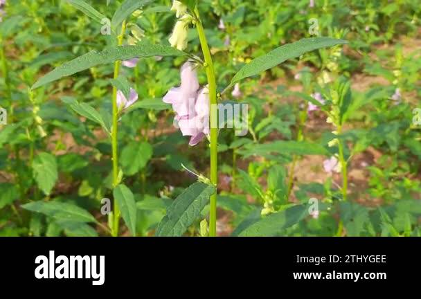 Sesame plant with flowers. It is aflowering plantin the genusSesamum ...