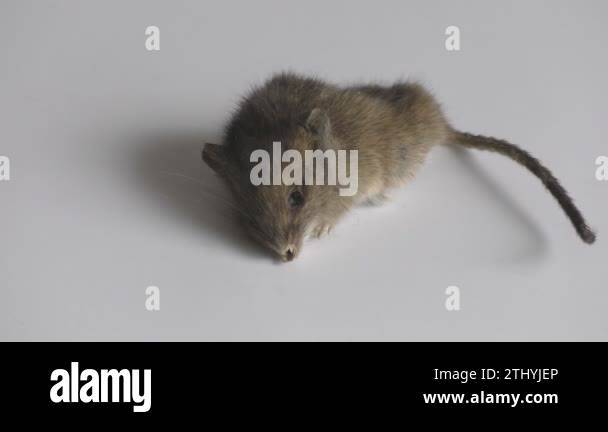 Dead mouse isolated on Stock Videos & Footage - HD and 4K Video Clips ...