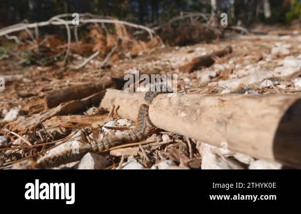 Caterpillar line Stock Videos & Footage - HD and 4K Video Clips - Alamy