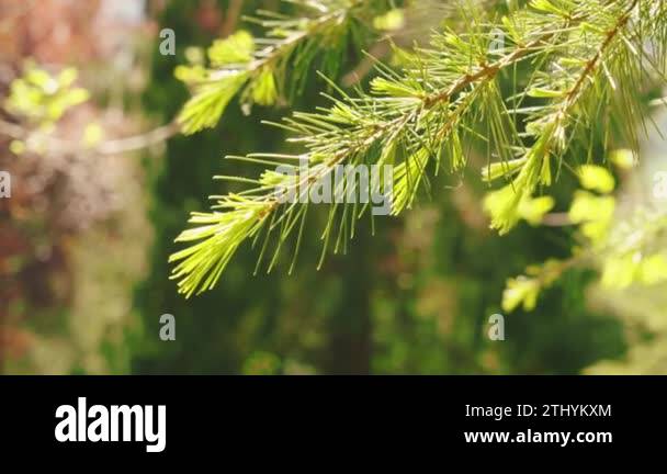 New needles Stock Videos & Footage - HD and 4K Video Clips - Alamy