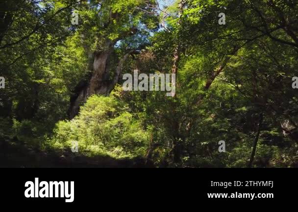 Jomon Sugi, largest and oldest Yakusugi Cedar Tree in Japan on ...