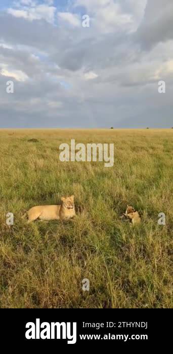 Wilds a wild Stock Videos & Footage - HD and 4K Video Clips - Alamy