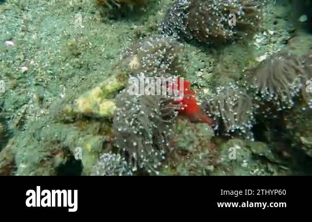 Predatory sea anemone on a coral reef sea bed moving and flowing in the ...