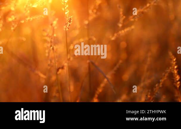 Warm colors in nature Stock Videos & Footage - HD and 4K Video Clips ...