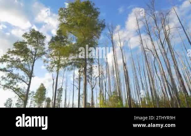 Beautiful green cypress swamp trees Stock Videos & Footage - HD and 4K ...