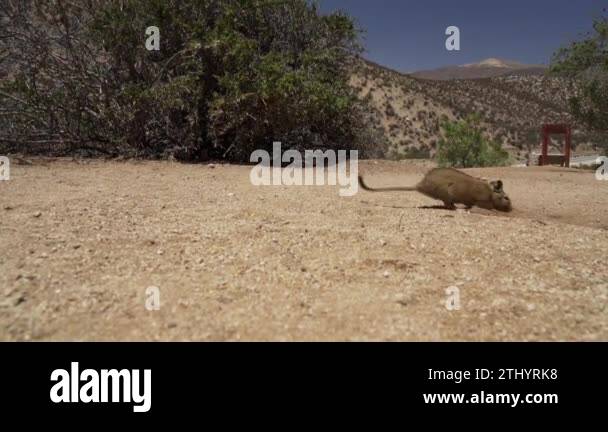 slow motion of cute little Degus, Octodon, rodents native to South ...